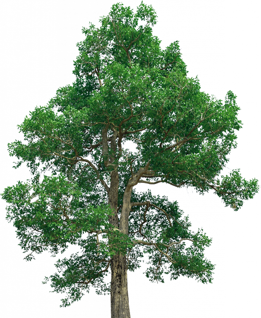 Lewisville Tree Services | Tree Trimming & Removal | Stump Grinding